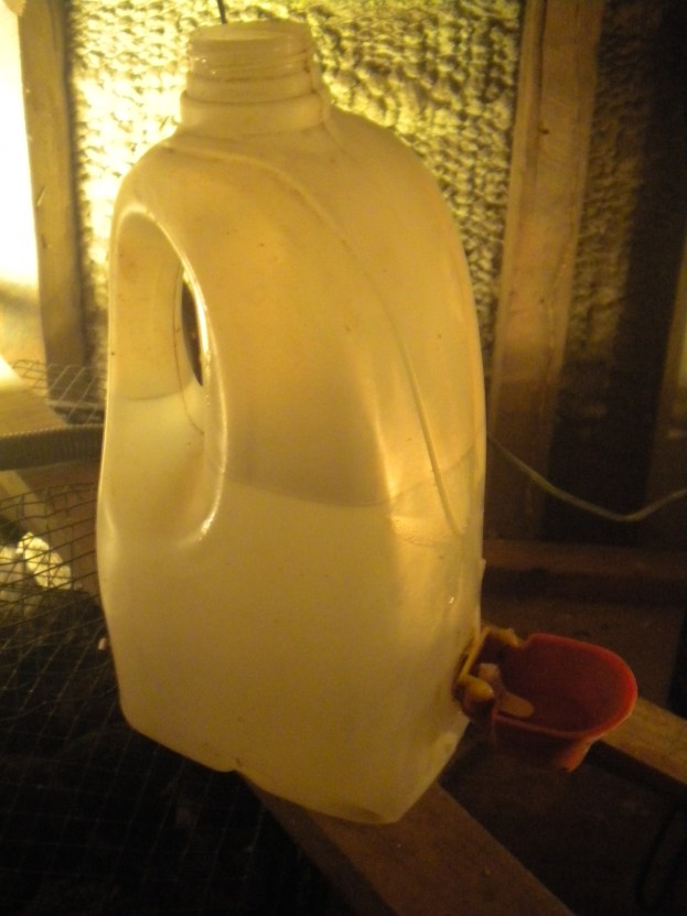 Quail Feeds and Feeders | Back Yard Farmer