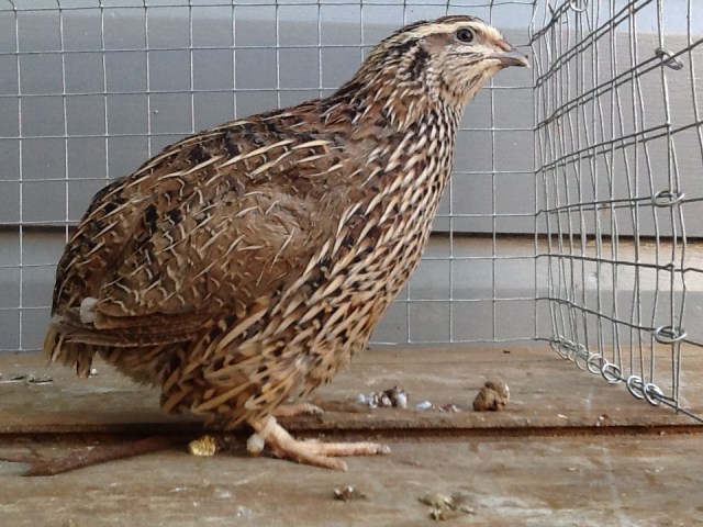 Coturnix Quail Quail Species And How To Pick The Right Bird For You