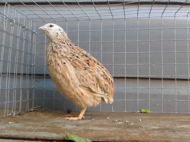 GOLDEN ITALIAN – COTURNIX QUAIL | Back Yard Farmer