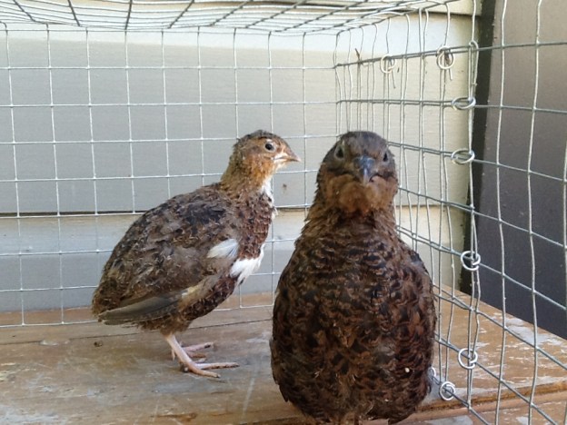TIBETAN COTURNIX QUAIL | Back Yard Farmer