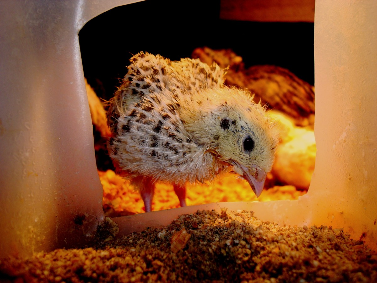 2014-01-30 – Italian Female Juvinile | Back Yard Farmer