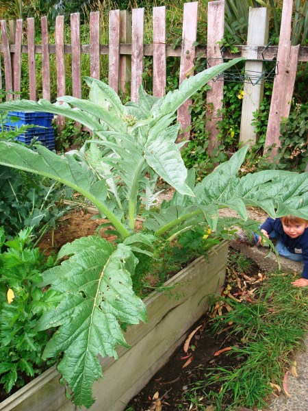 Picking and Cooking a Cardoon (Cardi) | Back Yard Farmer