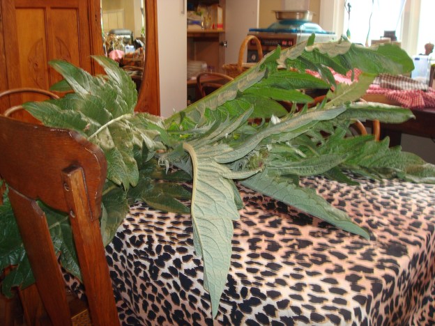 Picking and Cooking a Cardoon (Cardi) | Back Yard Farmer