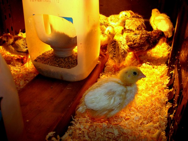 Quail Brooding and Feeding | Back Yard Farmer