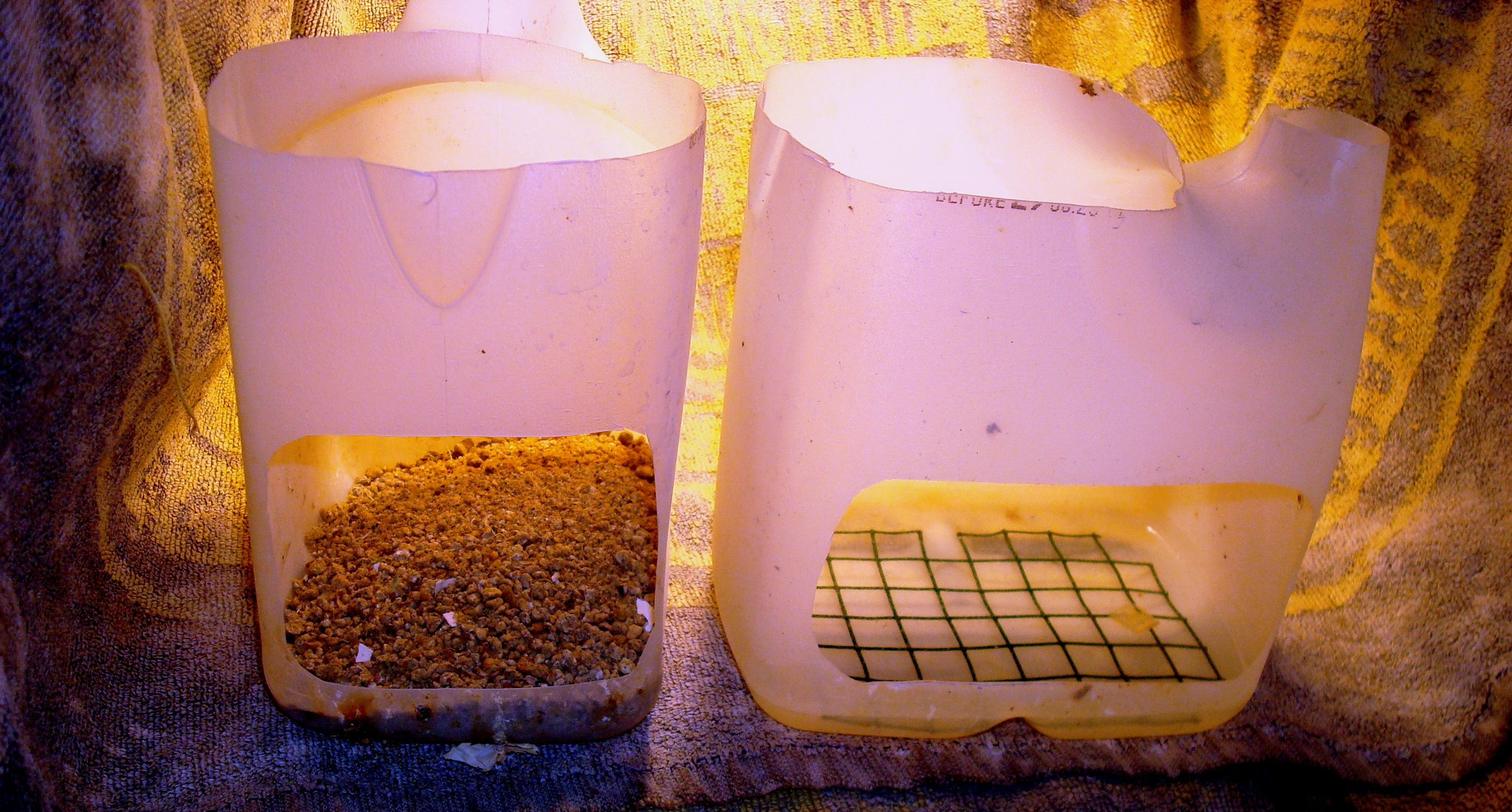 Quail Brooding and Feeding | Back Yard Farmer