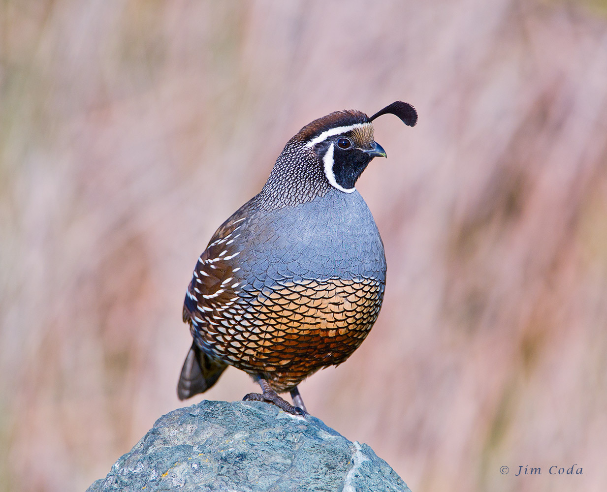 Californian Quail | Back Yard Farmer